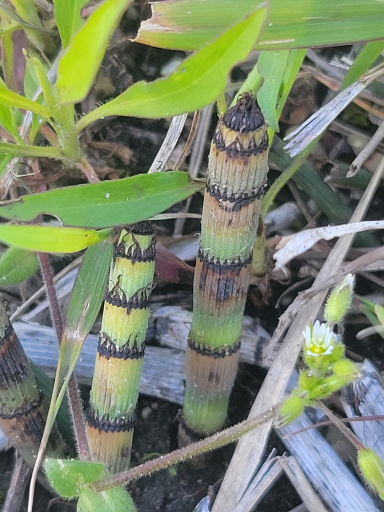 rough horsetail from Kankakee Sands Preserve, Custer Township ...
