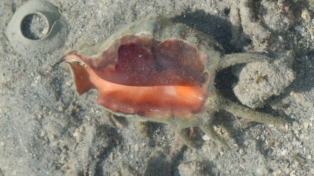 Common Spider Conch from Poum, Nouvelle-Calédonie on May 20, 2022 by ...