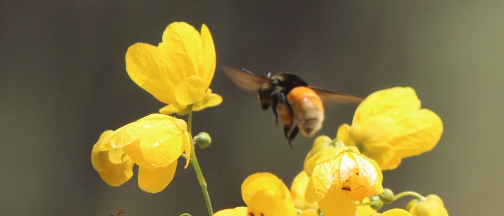 Eulaema polychroma from Jardín Botánico Regional de Cadereyta ...
