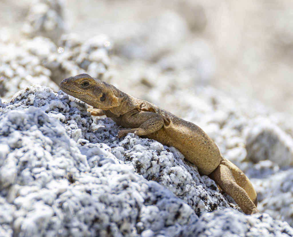 Common Chuckwalla from San Diego County, CA, USA on April 29, 2024 at ...