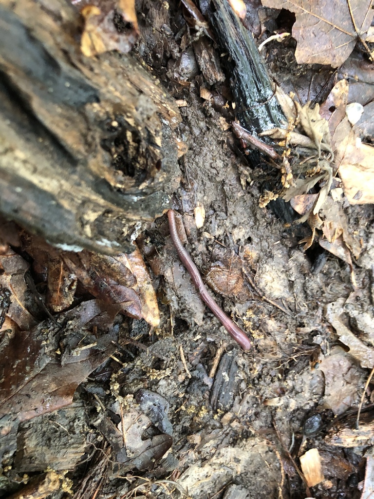 Common Earthworm from sunset hills, mo on April 29, 2024 at 09:23 AM by ...