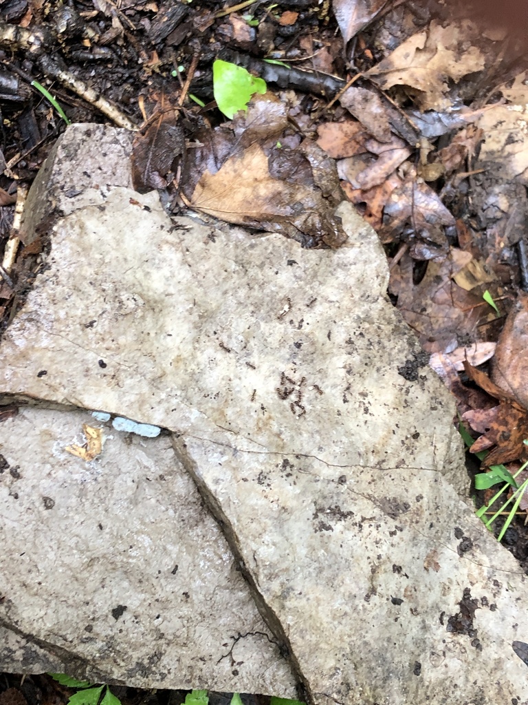 Eastern Black Carpenter Ant from sunset hills mo on April 29, 2024 at ...
