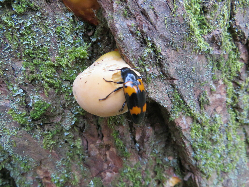 Pleasing Fungus Beetle in April 2024 by Summit Metro Parks. Feeding on ...
