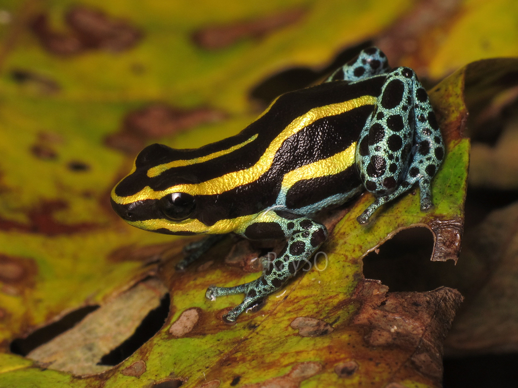 Reticulated Poison Frog from 秘魯雷蒙卡斯蒂利亞元帥省 on July 20, 2016 at 01:27 PM ...