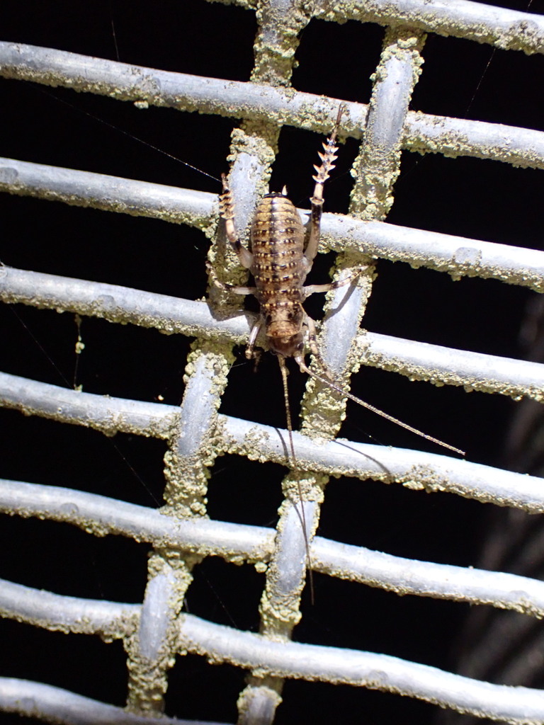 Cook Strait Giant Weta in April 2024 by Leon Perrie · iNaturalist