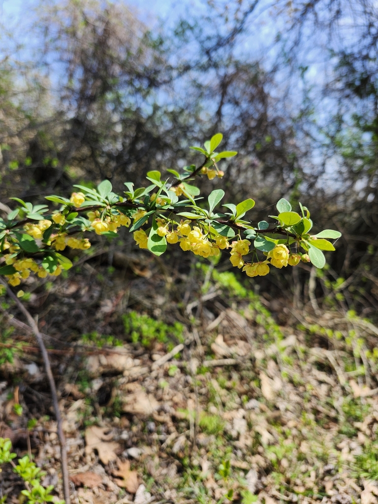 Japanese barberry from Erie, PA 16507, USA on April 29, 2024 at 01:26 ...