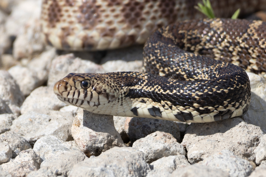 Bullsnake from Capitol Beach, Lincoln, NE, USA on April 29, 2024 at 04: ...