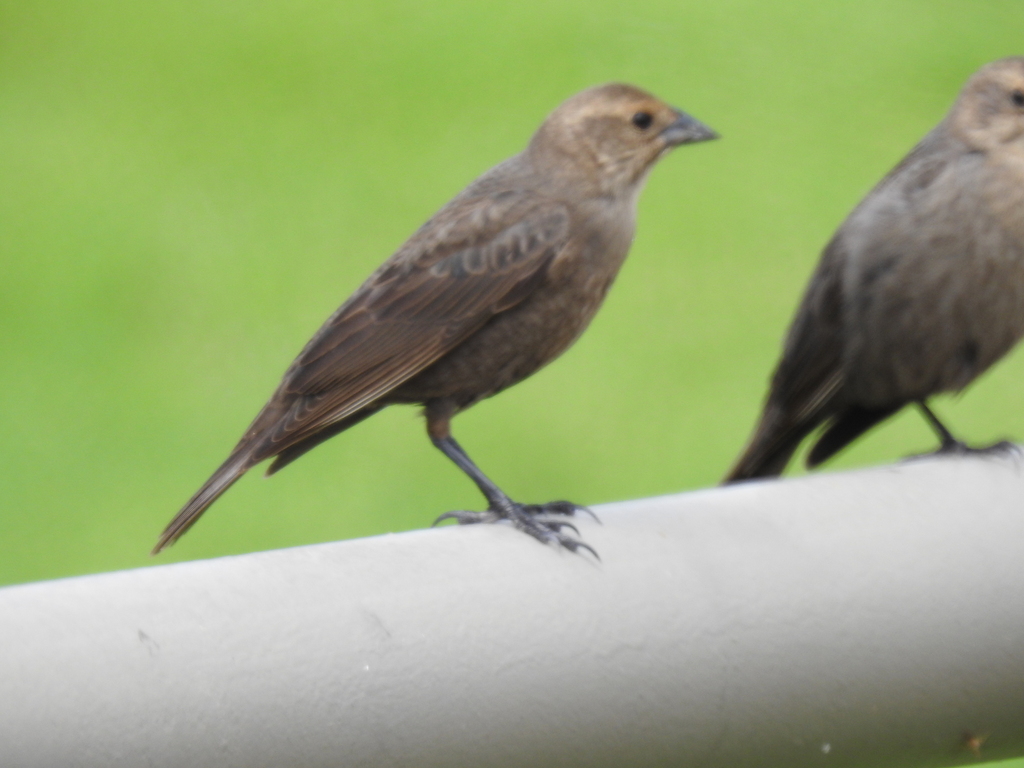 Brown-headed Cowbird from Hickory Creek, TX 75065, USA on April 29 ...
