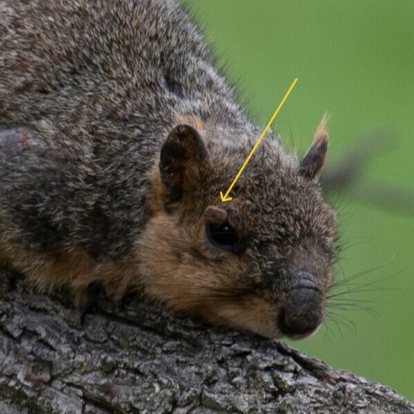 Hardbacked Ticks from Dupage County, IL, USA on April 29, 2024 at 05:49 ...