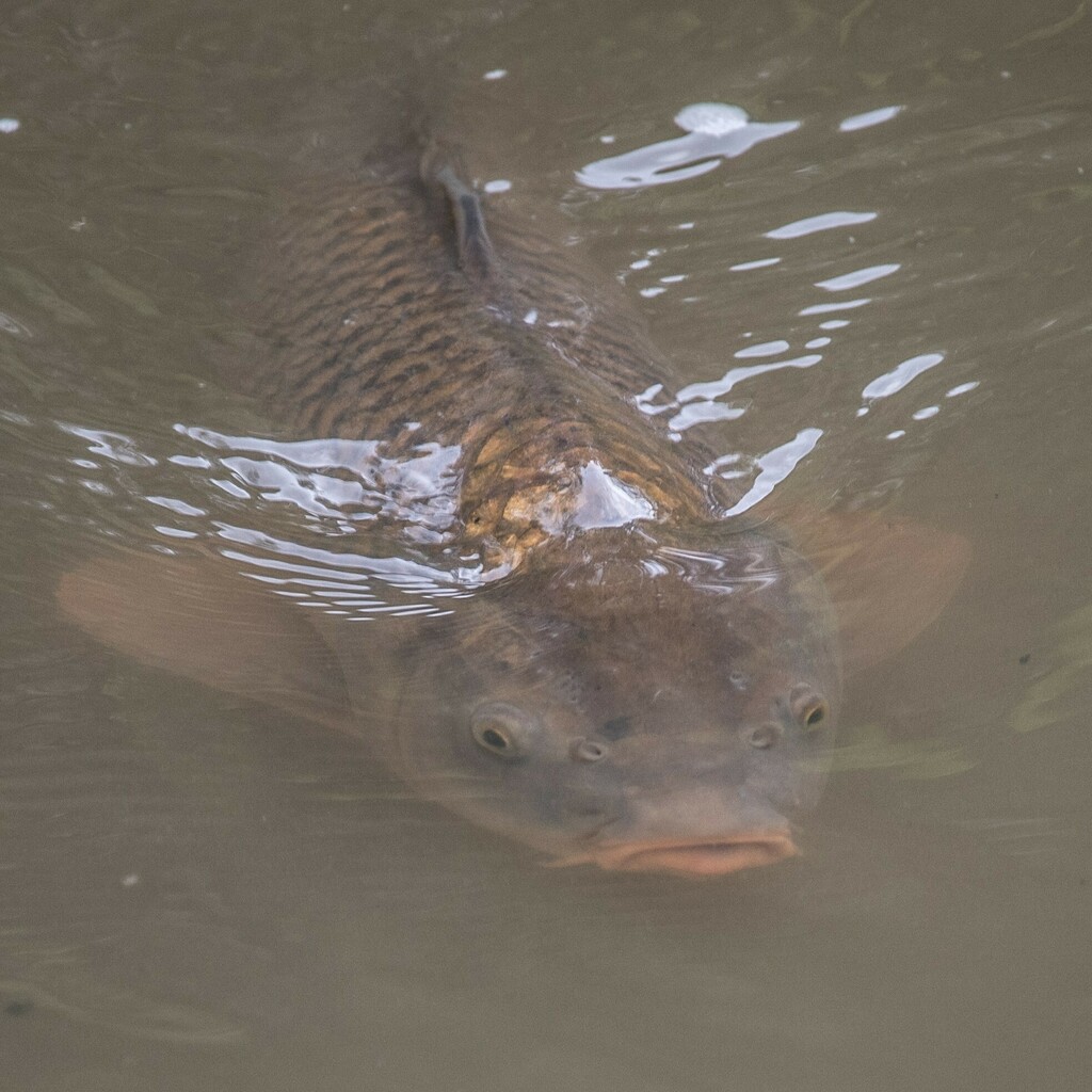 European Carp from Dupage County, IL, USA on April 29, 2024 at 05:20 PM ...