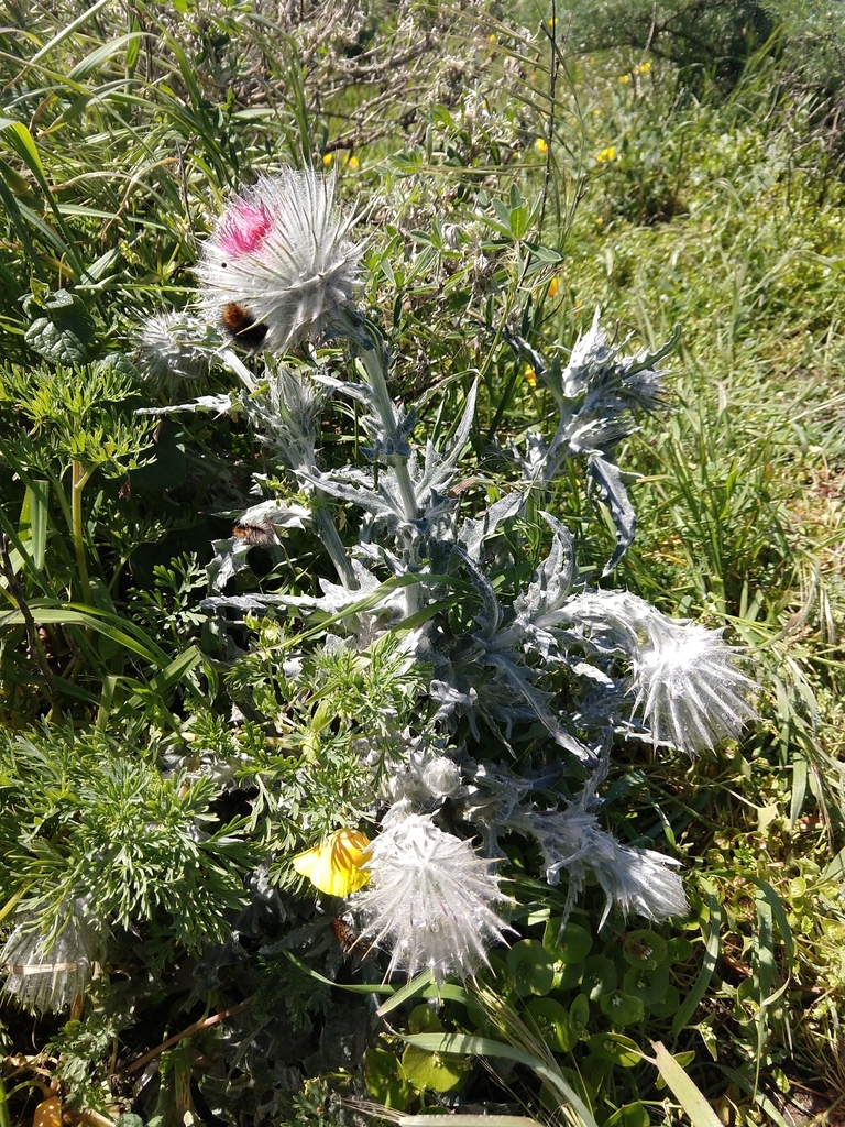 Cobwebby Thistle from Tomales Point Trail, Inverness, CA 94937, USA on ...