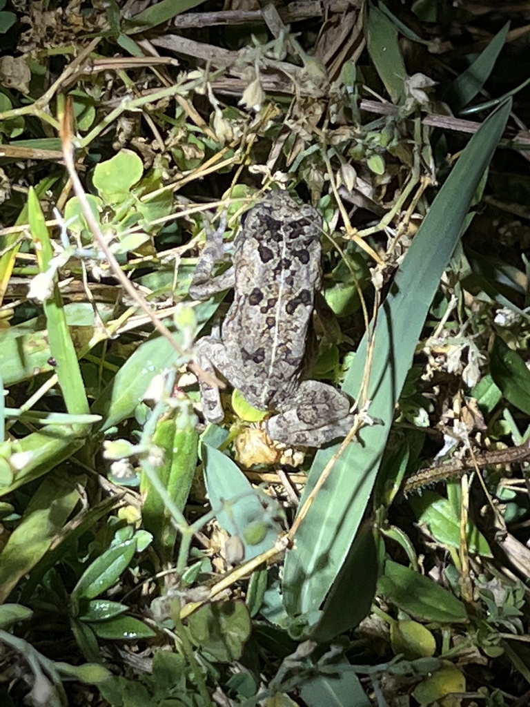Oak Toad from Florida Atlantic University, Jupiter, FL, US on April 29 ...