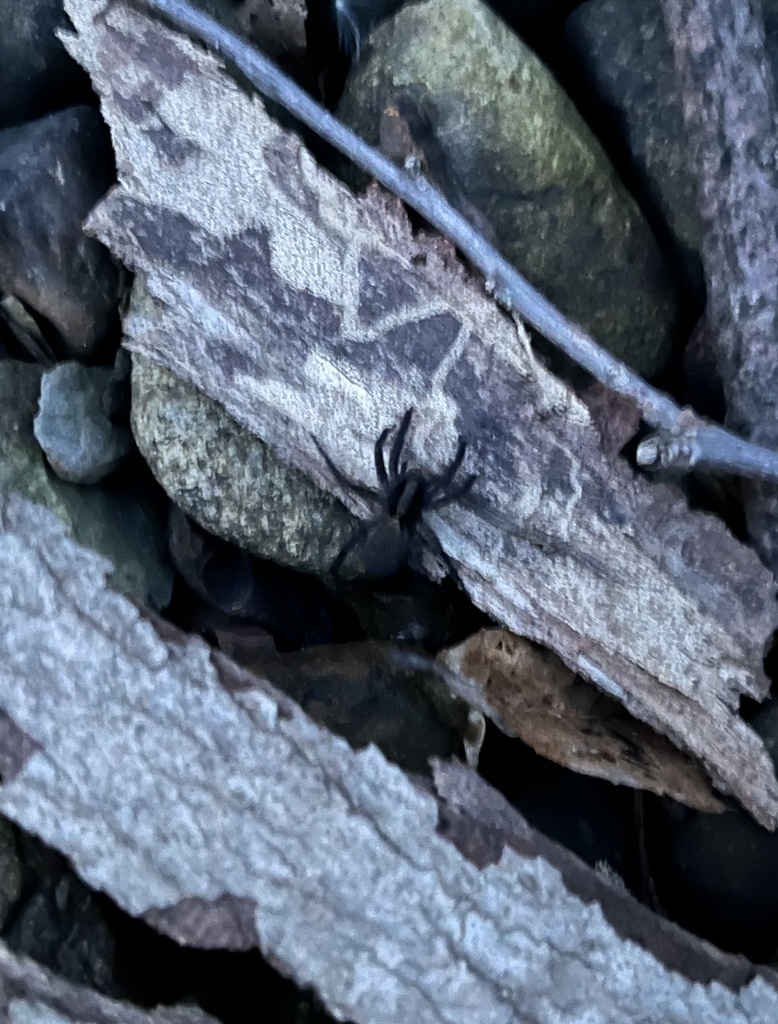 Lycosinae from Medina, OH, US on April 29, 2024 at 08:43 PM by ...