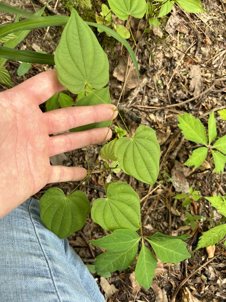 wild yam in April 2024 by rt19 · iNaturalist