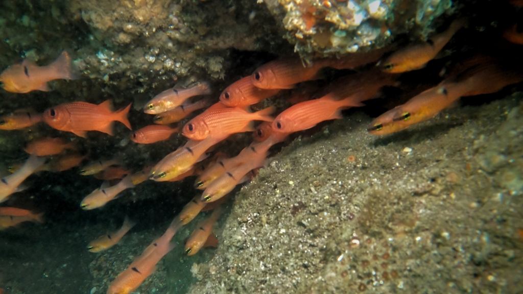 Pink Cardinalfish from México on April 29, 2024 at 05:19 PM by Alberto ...
