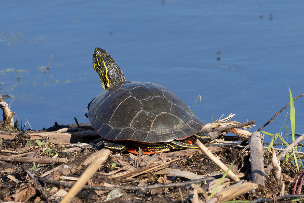 Painted Turtle from Lancaster County, NE, USA on April 29, 2024 at 05: ...
