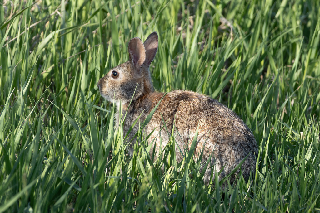 Eastern Cottontail from Lancaster County, NE, USA on April 29, 2024 at ...