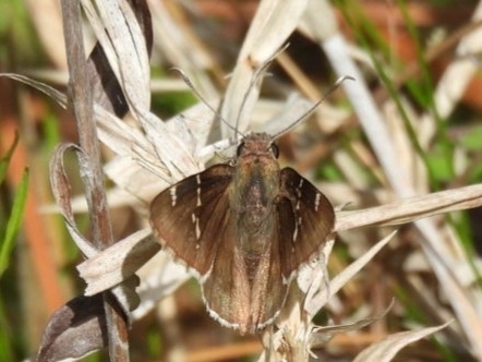 Southern Cloudywing from Marston, NC 28363, USA on April 29, 2024 at 10 ...