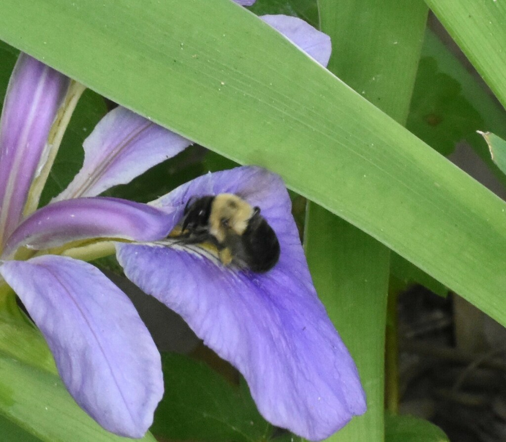 Abrupt Digger Bee from East Baton Rouge County, US-LA, US on April 27 ...