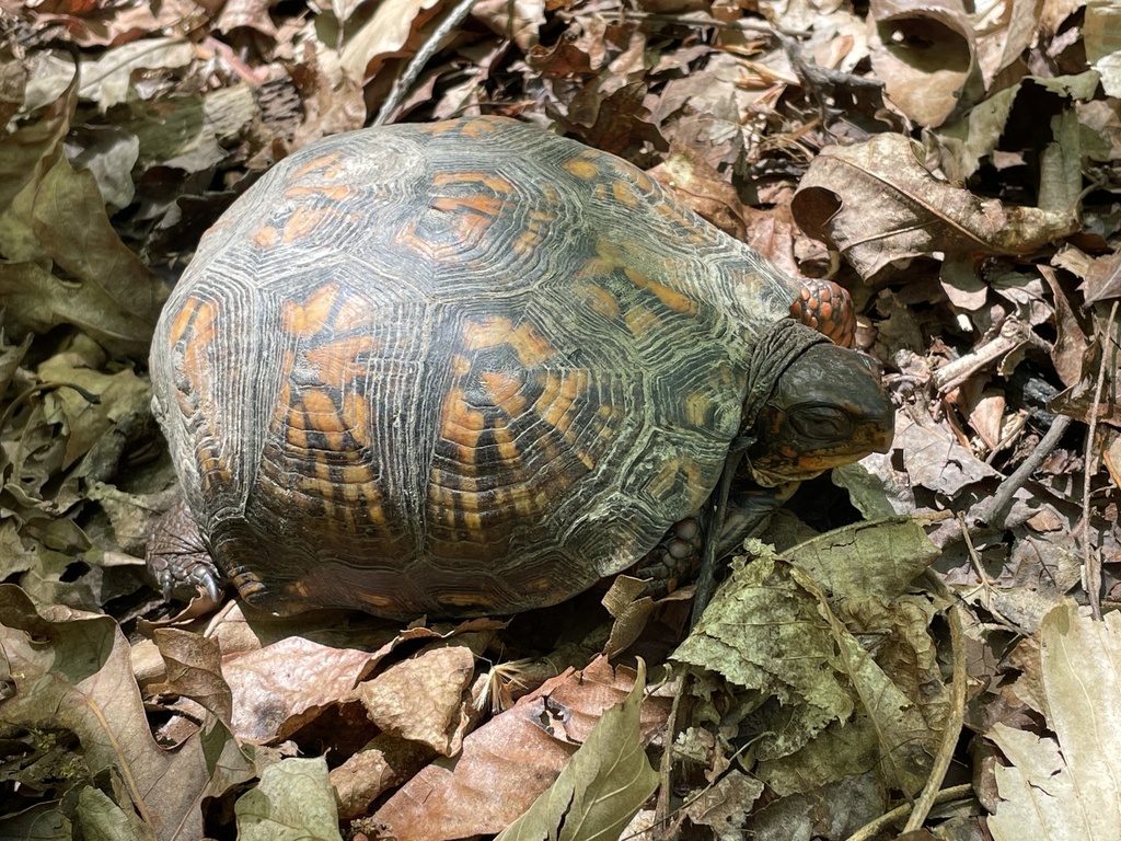 Eastern Box Turtle in April 2024 by Jacqueline Raiford · iNaturalist
