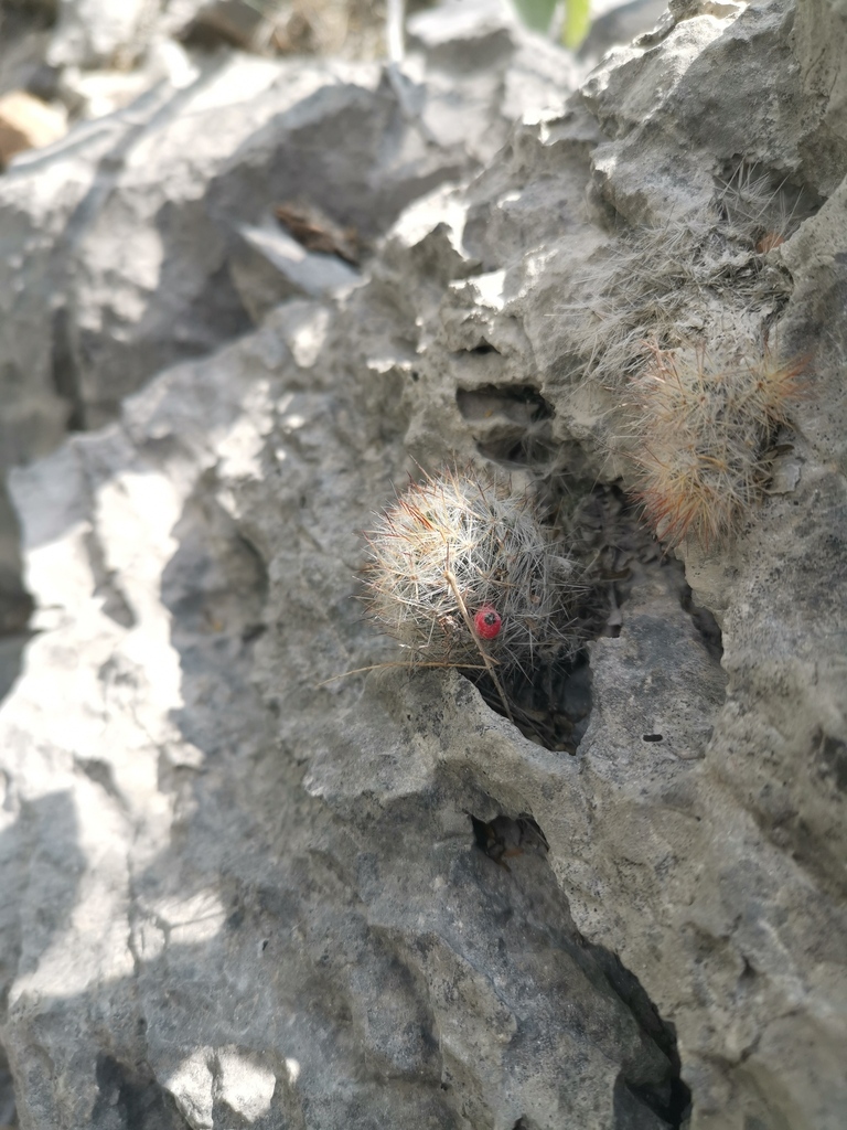 Silver Cluster Cactus from García, N.L., México on March 17, 2024 at 12 ...