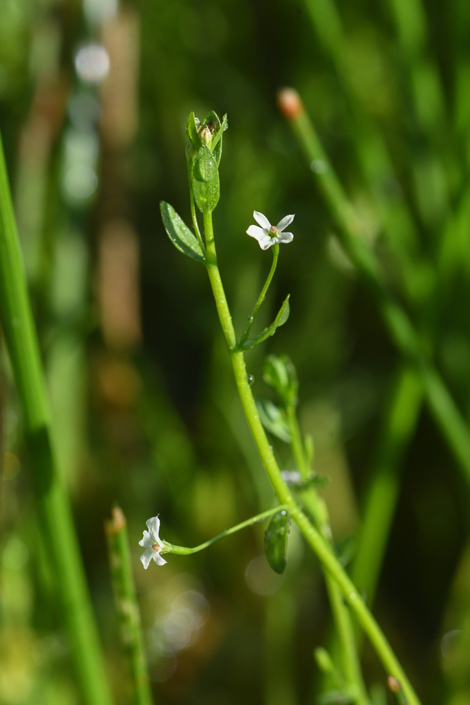 legenere in April 2024 by Chloe and Trevor Van Loon. With Eleocharis ...