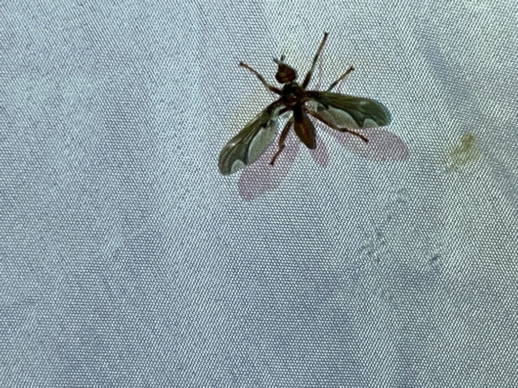 Waved Light Fly from RT-94, Augusta, MO, US on April 29, 2024 at 09:16 ...