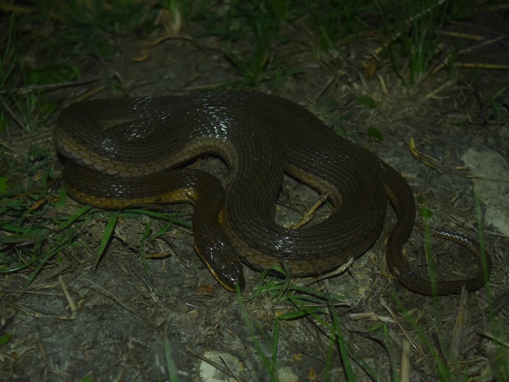 Graham's Crayfish Snake in April 2024 by Chris Bentley · iNaturalist