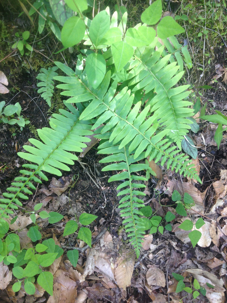 Christmas fern from Prince William Forest Park, Triangle, VA, US on May ...