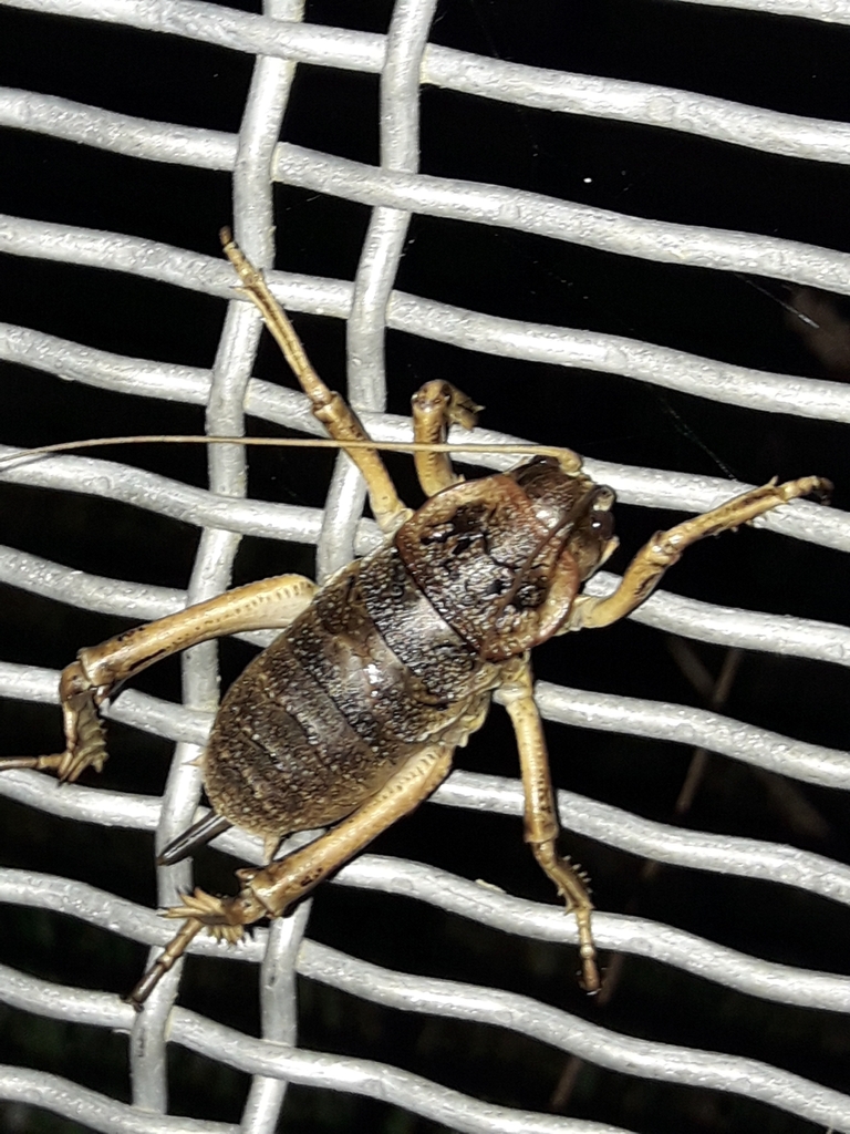 Cook Strait Giant Weta in April 2024 by naturewatchwidow · iNaturalist