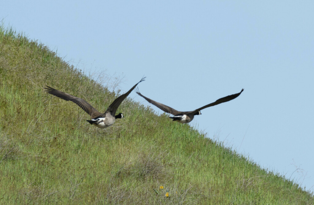 Canada Goose from Hyatt Hidden Lakes Reserve, Boise, ID, USA on April ...