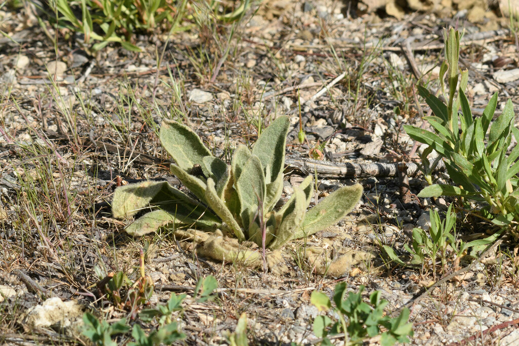 great mullein from Hyatt Hidden Lakes Reserve, Boise, ID, USA on April ...