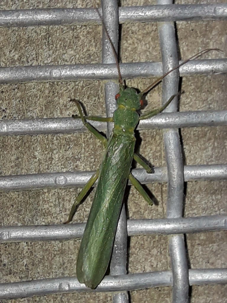 Large Green Stoneflies from Karori, Wellington, New Zealand on April 29 ...