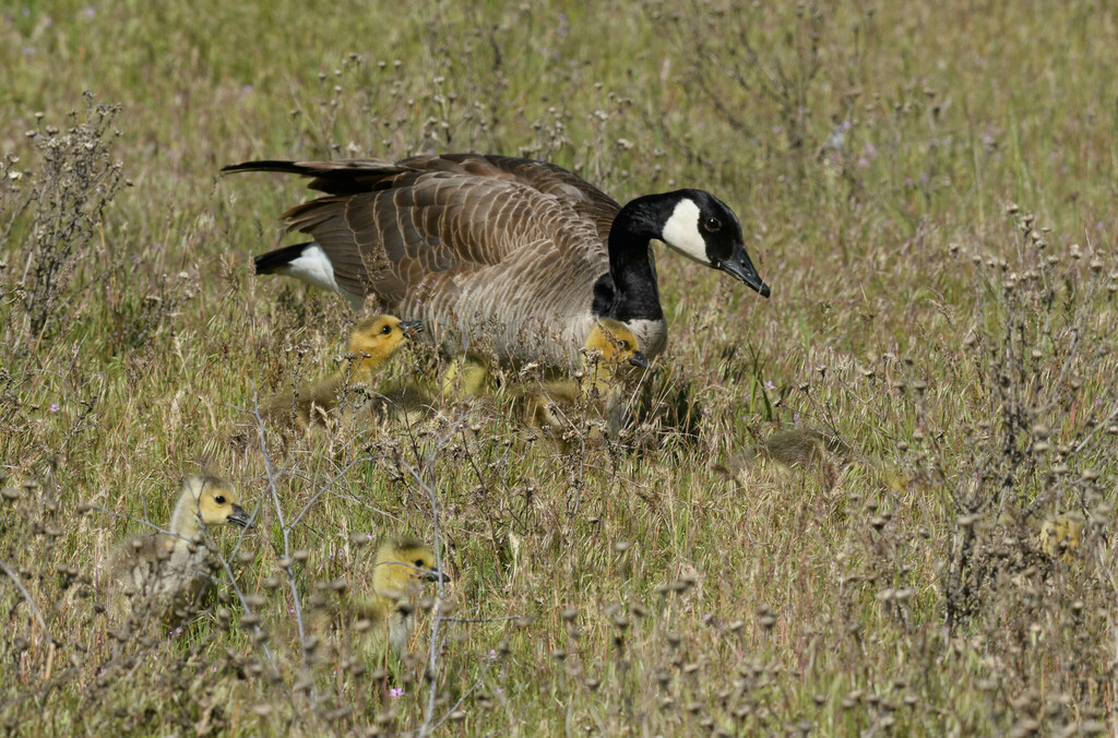 Canada Goose from Hyatt Hidden Lakes Reserve, Boise, ID, USA on April ...