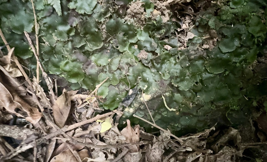 Monoclea forsteri from Huntleigh Park, Wellington, Wellington, NZ on ...