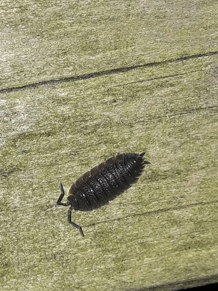 Common Rough Woodlouse from Palliser Road at Charles Plimmer Park ...