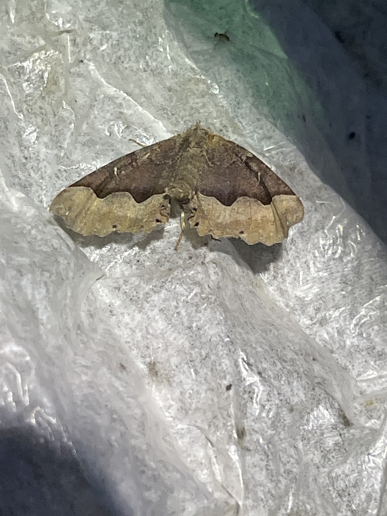 Pero Moths from RT-94, Augusta, MO, US on April 29, 2024 at 09:20 PM by ...