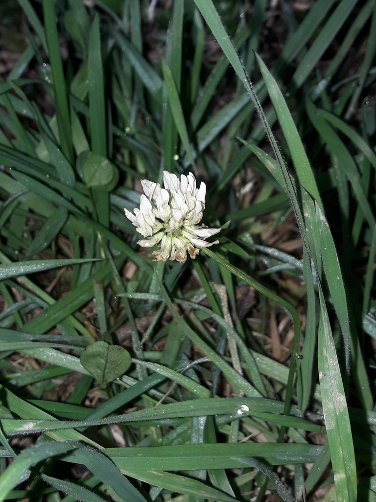 white clover from Oriental Bay, Wellington 6011, New Zealand on April ...