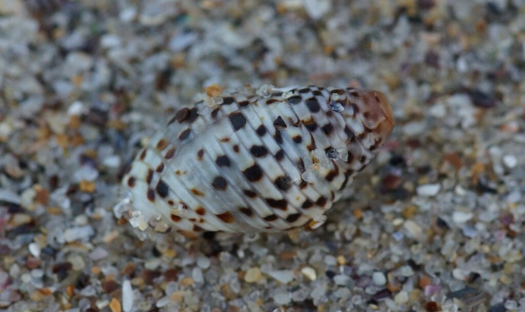 Lineated cominella from Lorne VIC 3232, Australia on April 29, 2024 at ...