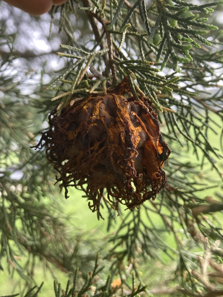 juniper-apple rust from Scenic Point Dr, Washington, MO, US on April 28 ...