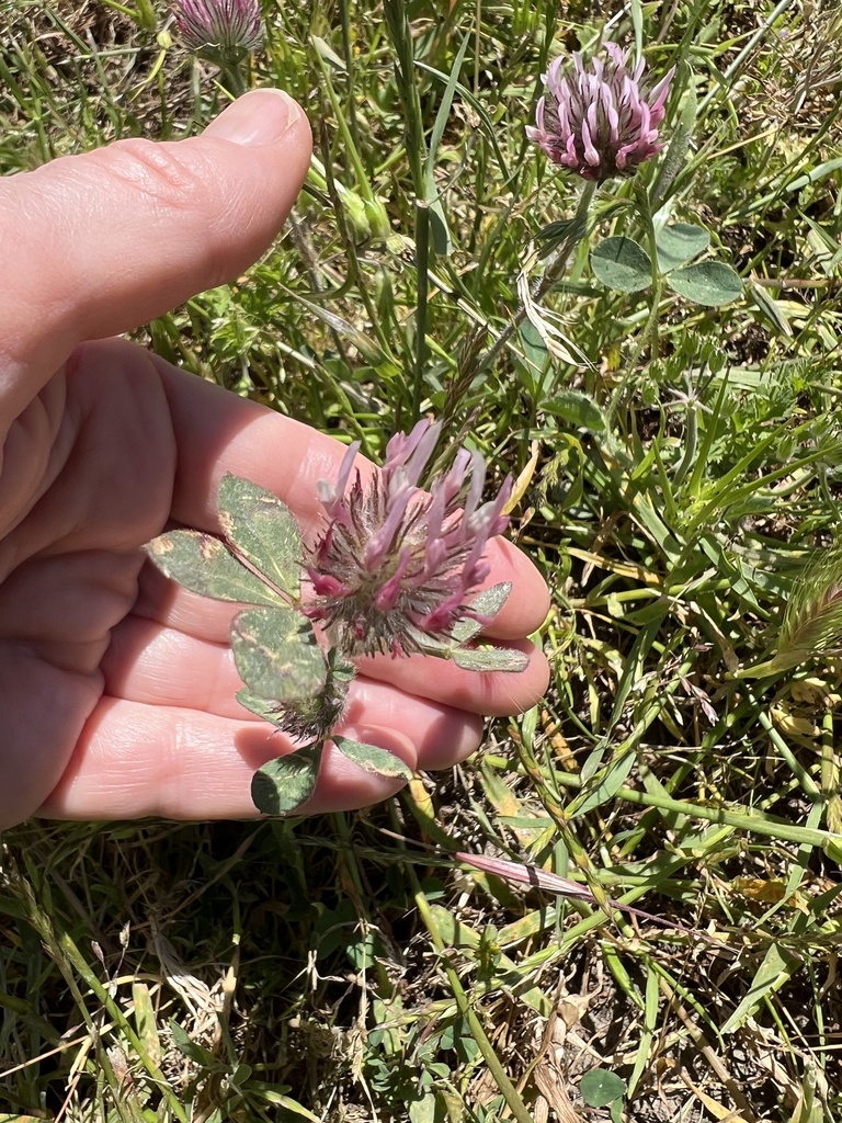 Rose Clover from Los Padres National Forest, San Luis Obispo, CA, US on ...
