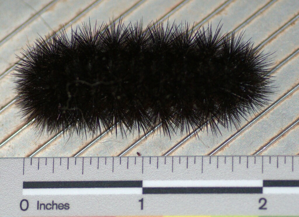 Giant Leopard Moth in April 2024 by Michael Pirrello · iNaturalist