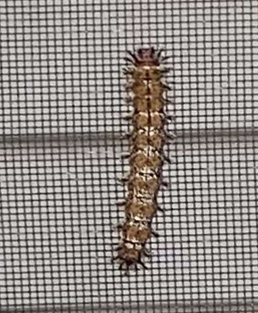 Texas Buck Moth from Massive Mt, Helotes, TX, US on April 29, 2024 at ...