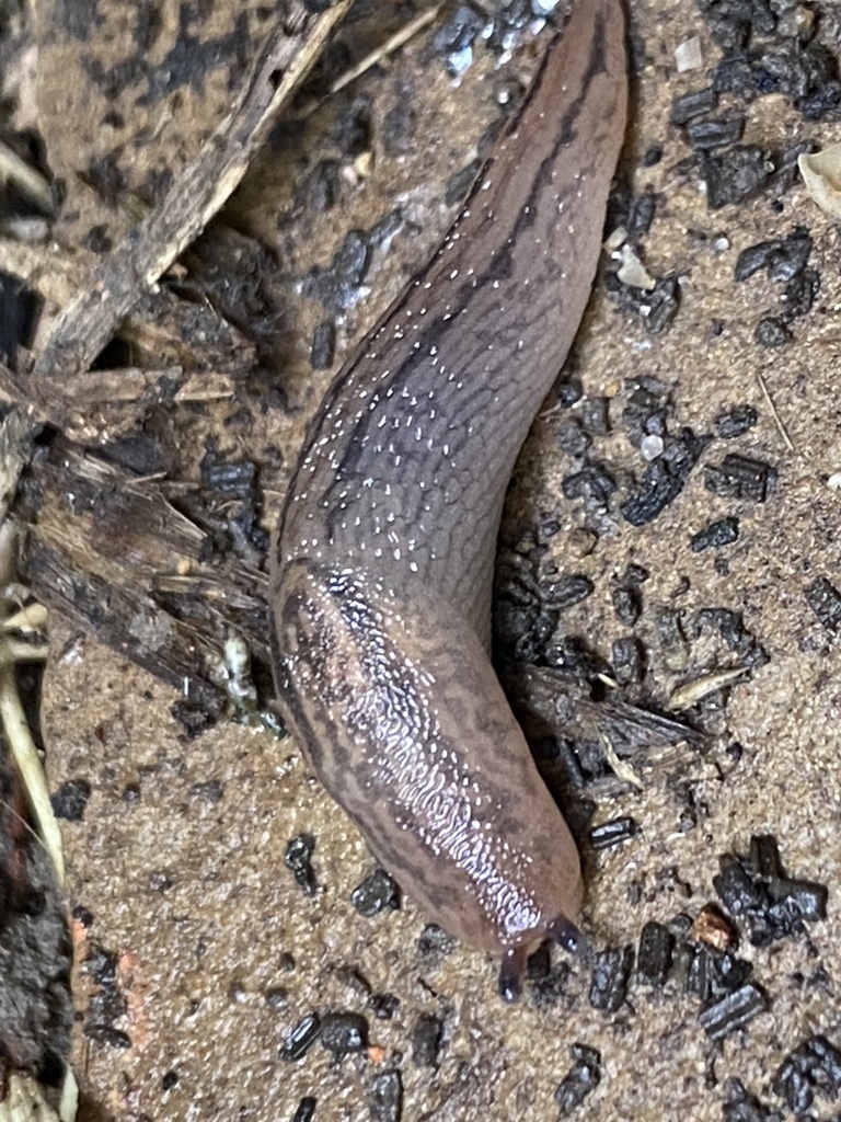 Threeband Slugs from Via la Paloma, Carrollton, TX, US on April 26 ...