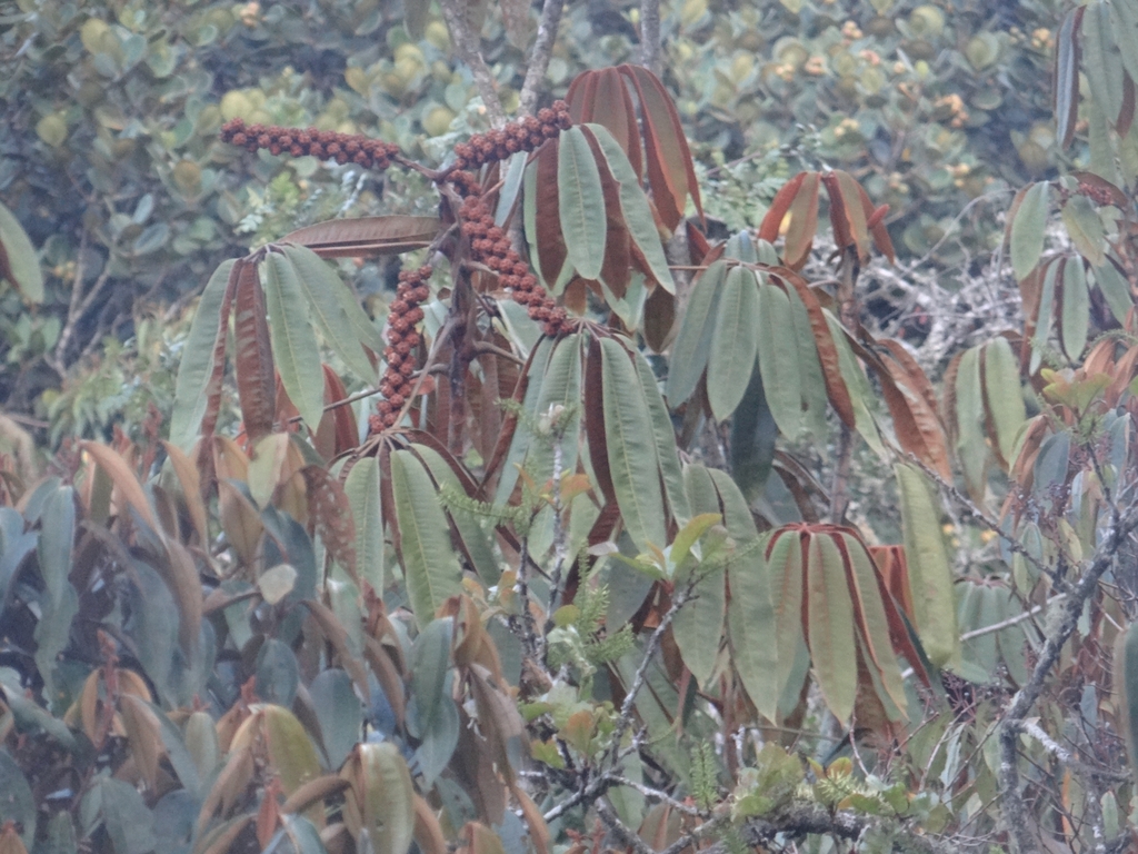 Sciodaphyllum from Reserva Santa Elena on April 29, 2024 at 01:22 PM by ...