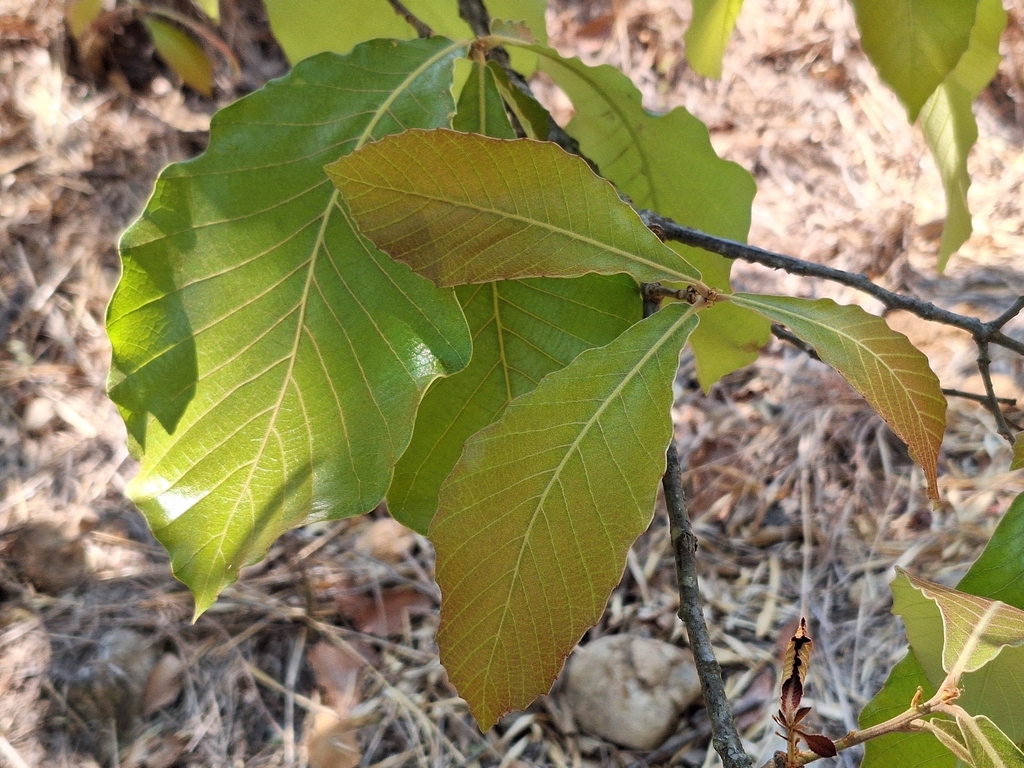 Quercus resinosa from Chilpancingo de los Bravo, MX-GR, MX on April 28 ...