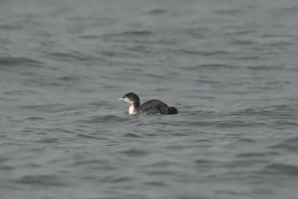 Common Loon from Port Aransas, TX, USA on April 29, 2024 at 09:33 AM by ...