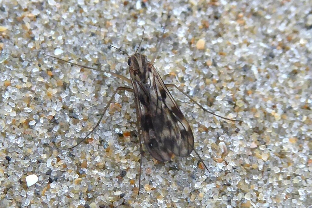 Ditomyiidae from Waikouaiti, New Zealand on April 24, 2024 at 05:06 PM ...