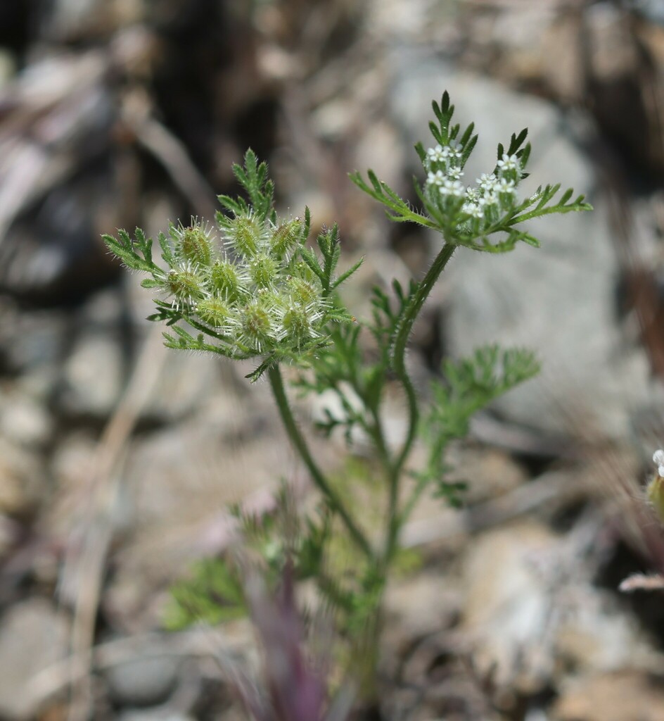 American wild carrot from Kings County, CA, USA on April 29, 2024 at 12 ...