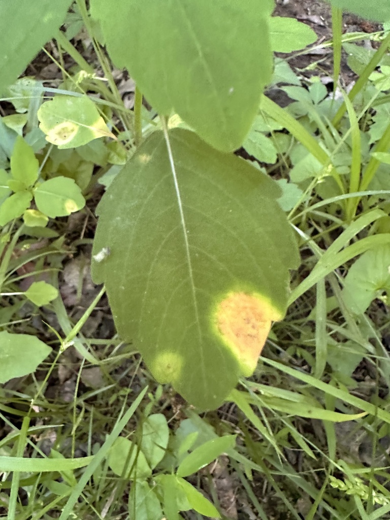 orange wheat rust from The University of North Carolina at Chapel Hill ...
